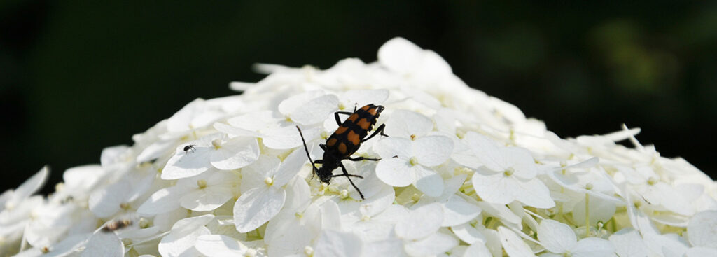Managing Insect Pests of Ornamental Plants – Rutgers NJAES Office of ...